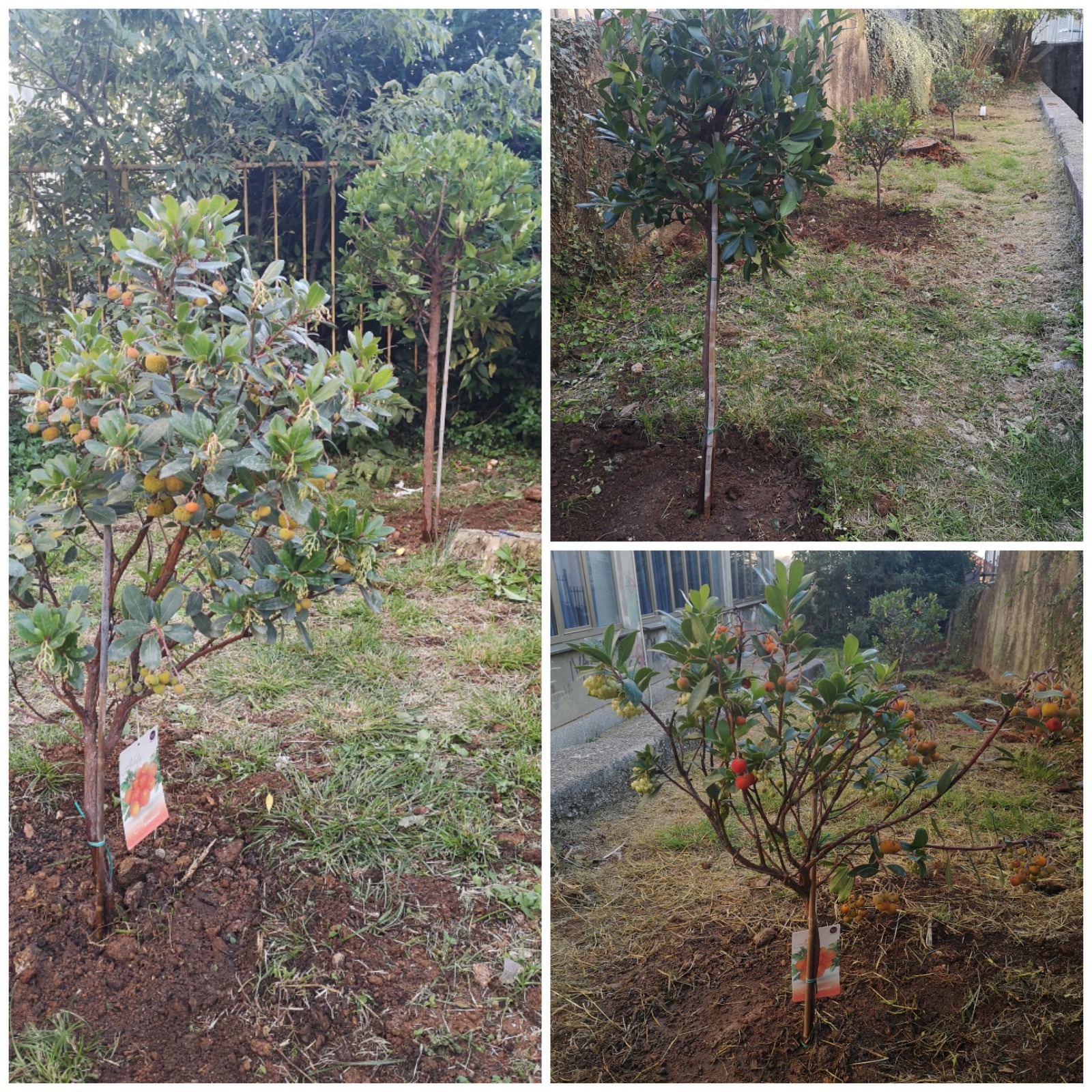 Donacija sadnica OŠ Turnić | KD Čistoća · Rijeka